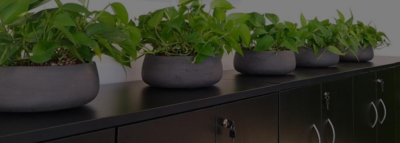 Small & Desktop Maintained Plant Displays • Inleaf
